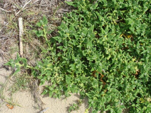 Tetragonia tetragonioides Profile – California Invasive Plant Council