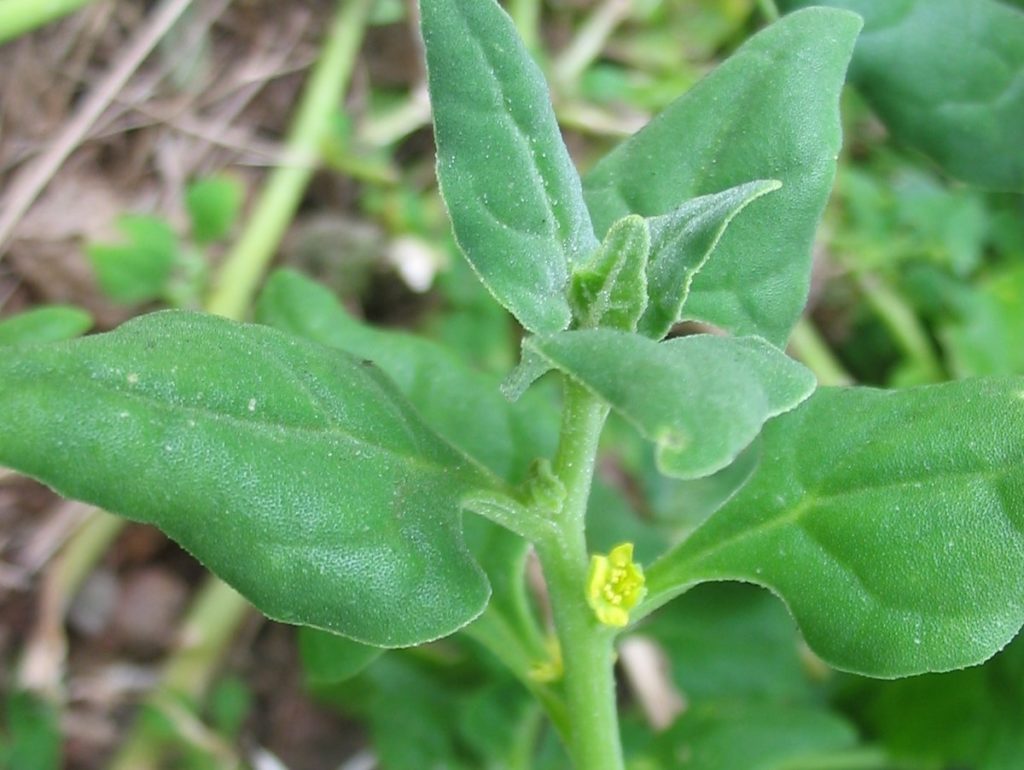 Tetragonia tetragonioides Profile – California Invasive Plant Council