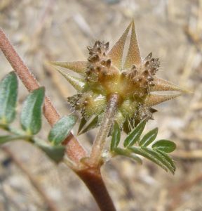 Tribulus terrestris Profile – California Invasive Plant Council