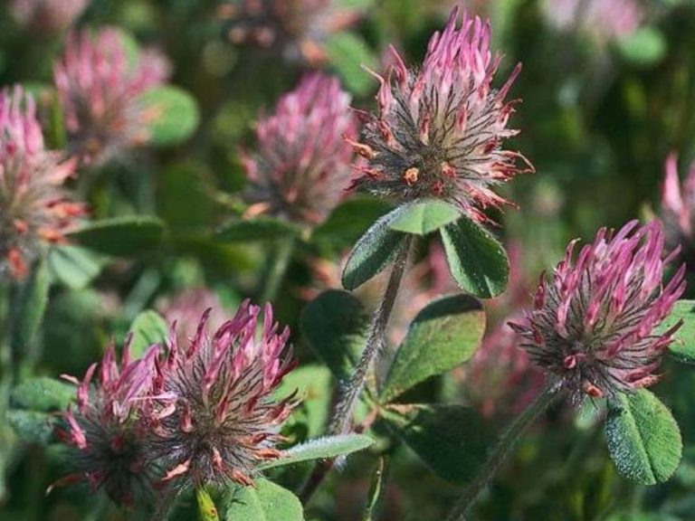 Trifolium hirtum Profile – California Invasive Plant Council