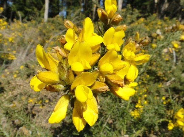 Ulex europaeus Profile – California Invasive Plant Council