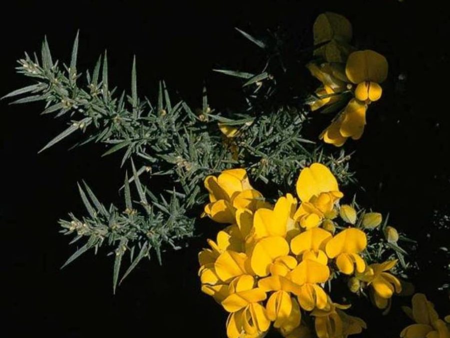 Ulex Europaeus Profile California Invasive Plant Council
