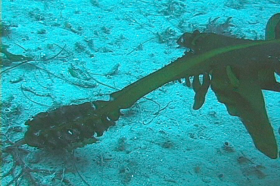 Undaria pinnatifida Profile – California Invasive Plant Council