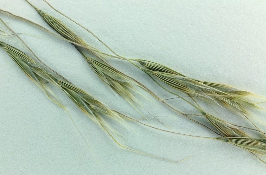 Ventenata dubia Profile – California Invasive Plant Council