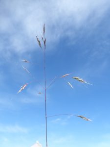 Ventenata dubia Profile – California Invasive Plant Council