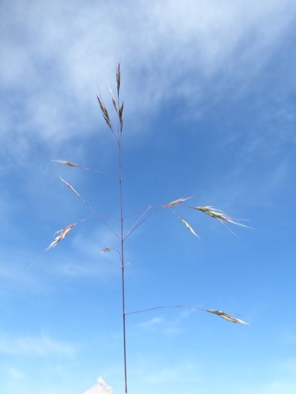 Ventenata dubia Profile – California Invasive Plant Council