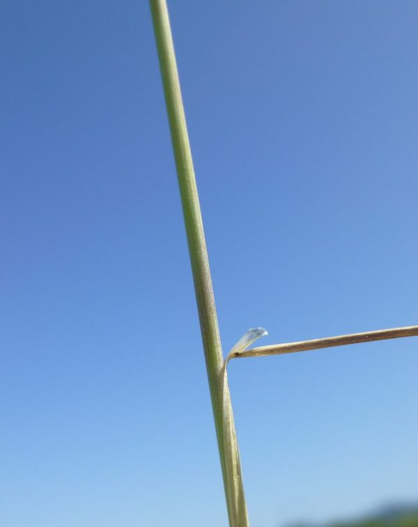 Ventenata dubia Profile – California Invasive Plant Council