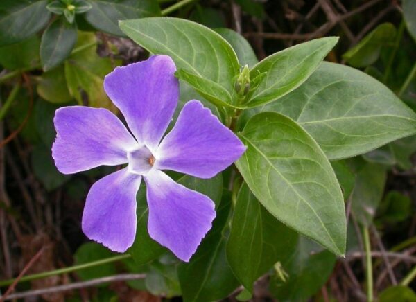 Vinca major Profile – California Invasive Plant Council