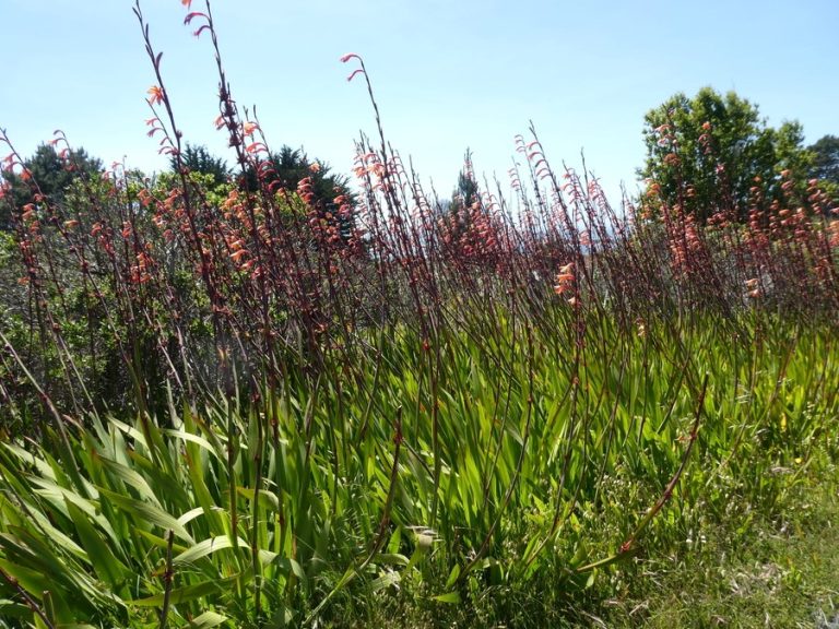 Watsonia meriana Profile – California Invasive Plant Council