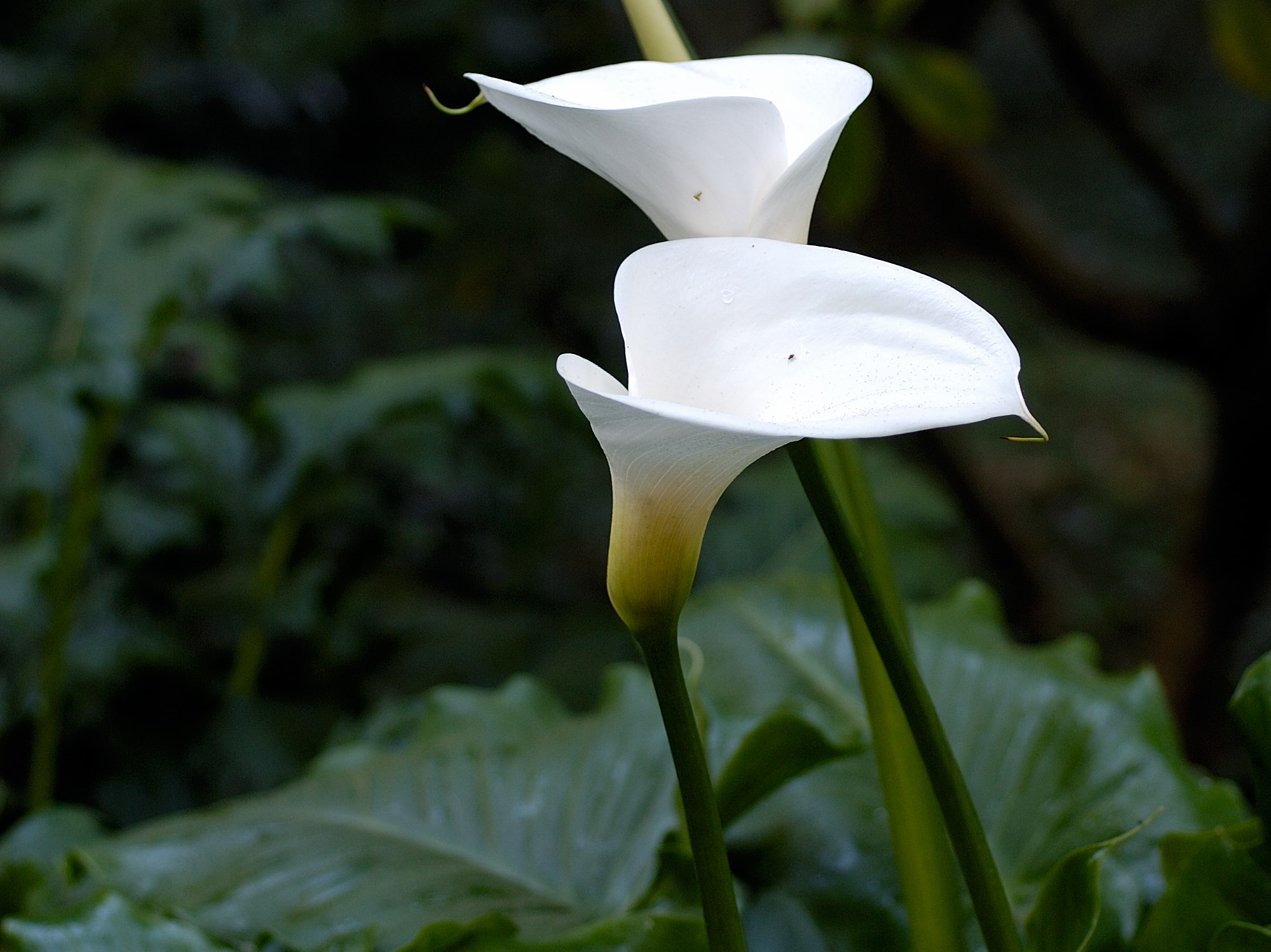Zantedeschia aethiopica – California Invasive Plant Council