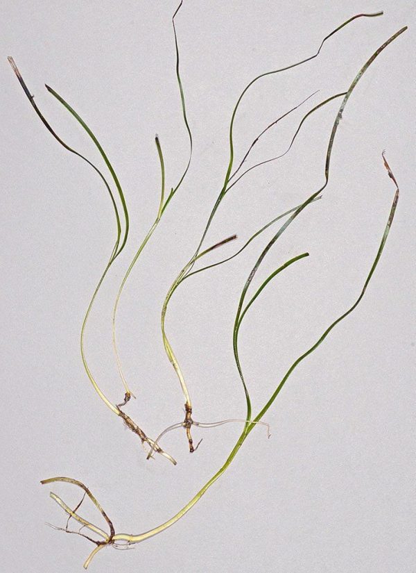 Zostera japonica Profile – California Invasive Plant Council