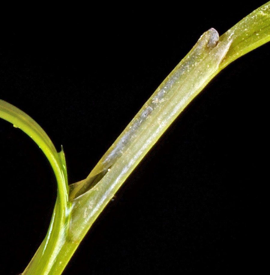 Zostera japonica Profile – California Invasive Plant Council