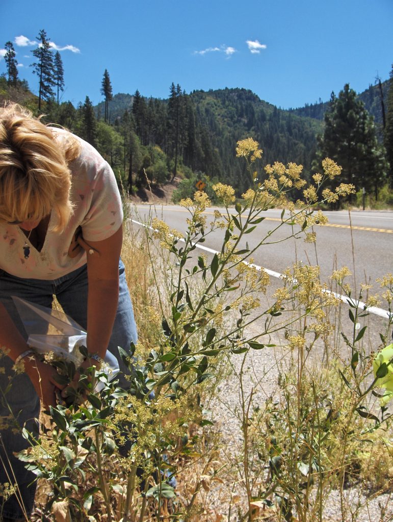 Sierra Nevada Meadows Protection – California Invasive Plant Council