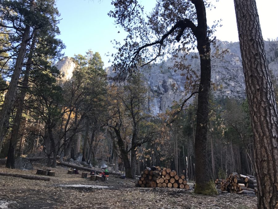 Protecting Sierra Tree Mortality Zones – California Invasive Plant Council