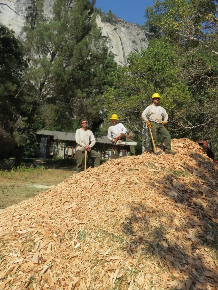 Protecting Sierra Tree Mortality Zones – California Invasive Plant Council
