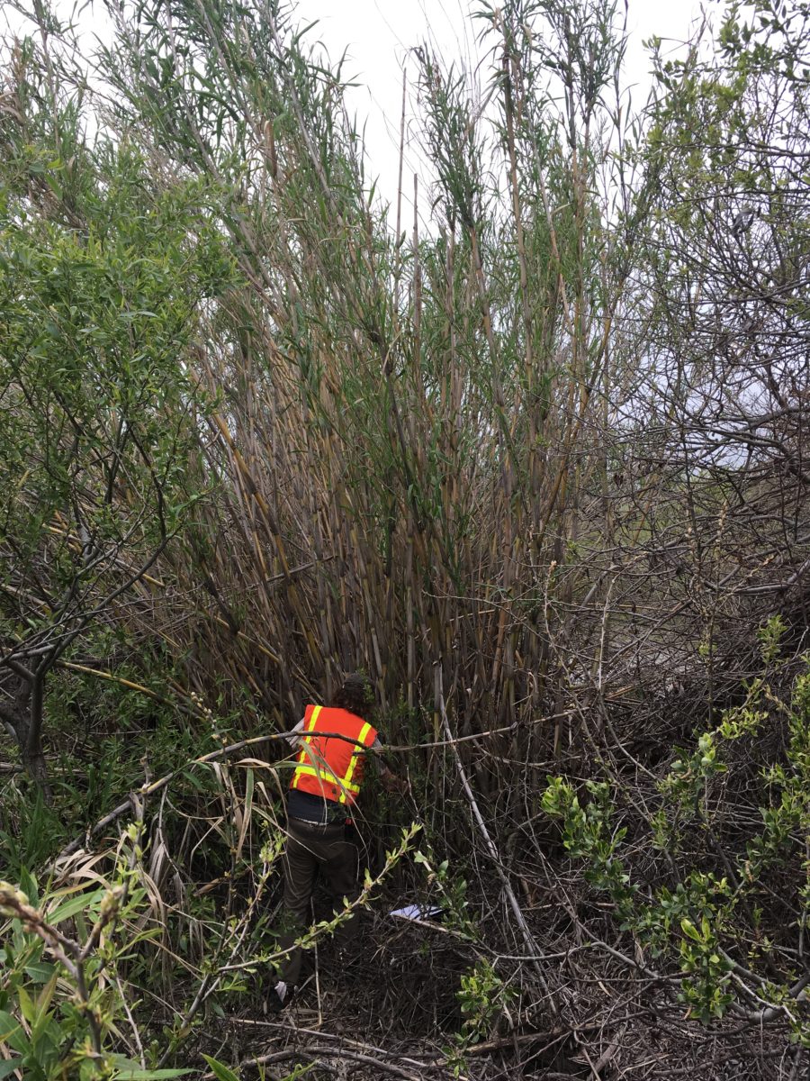 Arundo Mapping – California Invasive Plant Council