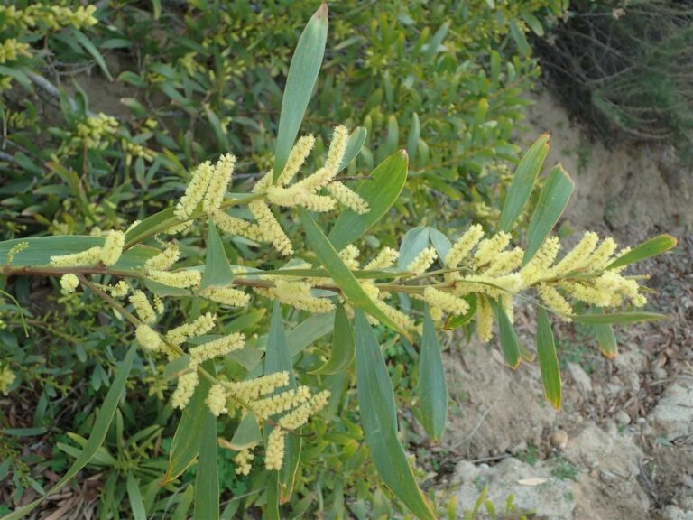 Plants A to Z – California Invasive Plant Council