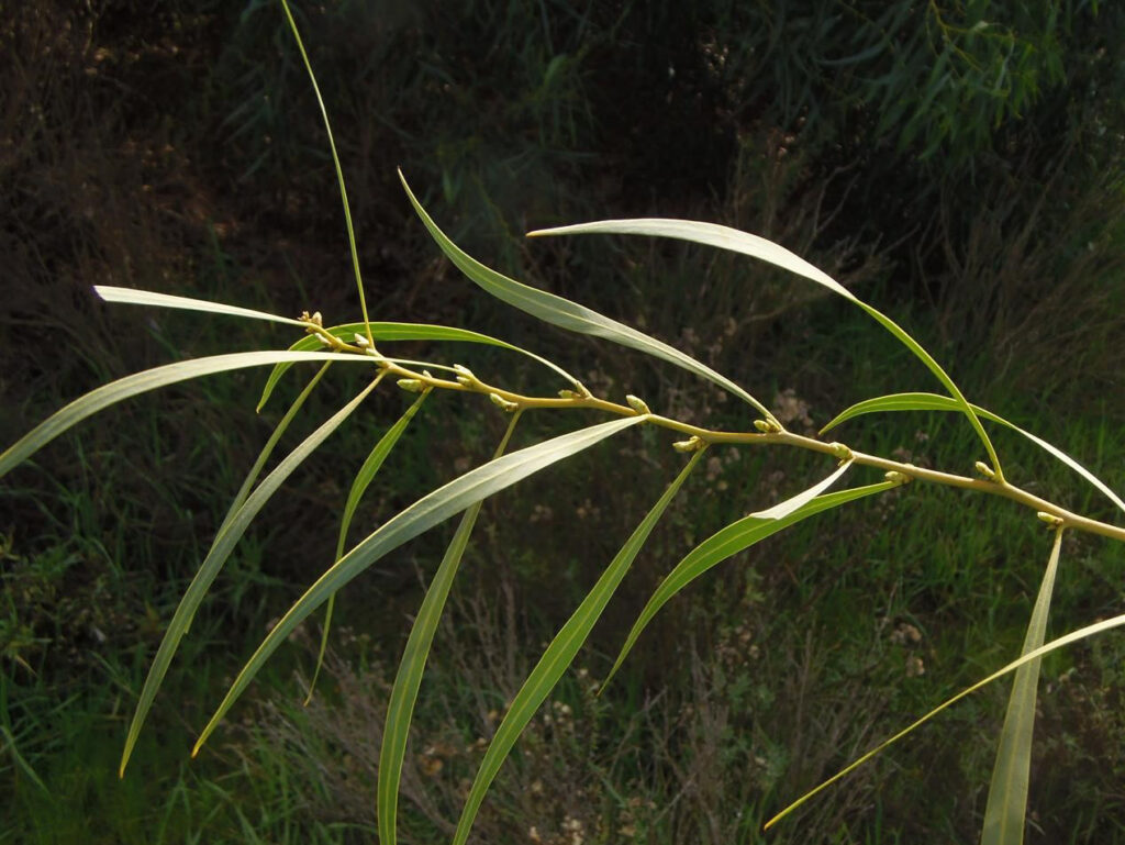 Plants A to Z – California Invasive Plant Council