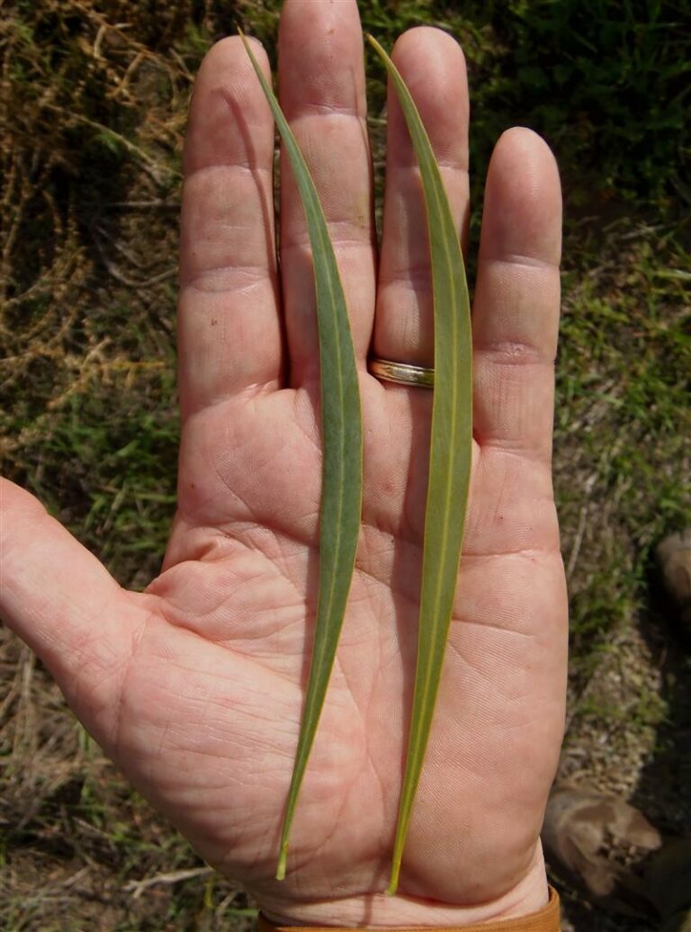 Acacia saligna Profile – California Invasive Plant Council