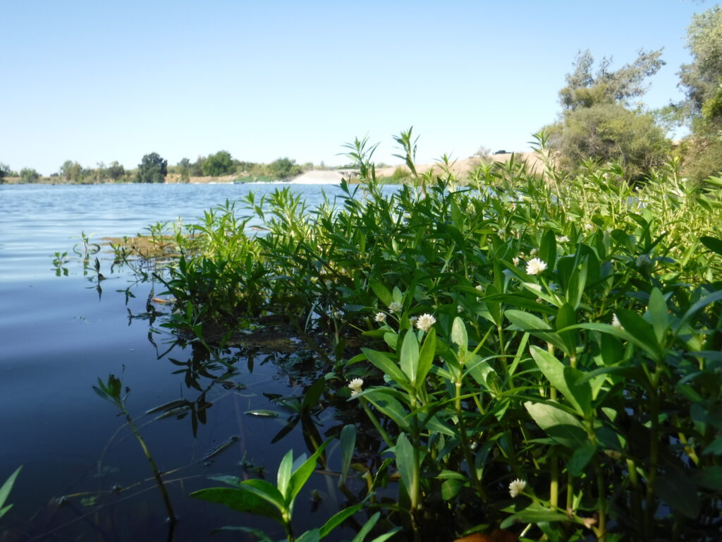 1st pl Feather River Alligator Weed Kevin Moncrief – California ...