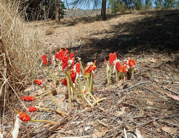 Arum italicum Profile – California Invasive Plant Council