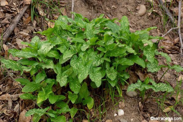 Arum italicum Profile – California Invasive Plant Council