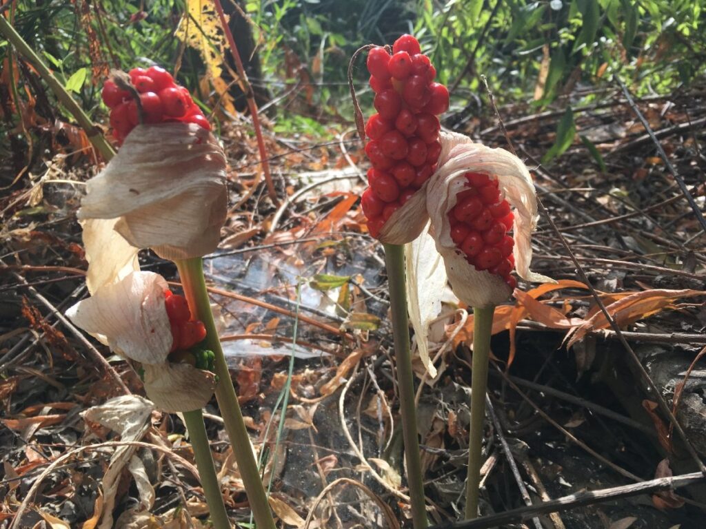 Arum italicum Profile – California Invasive Plant Council