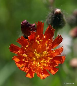 Hieracium aurantiacum Profile – California Invasive Plant Council