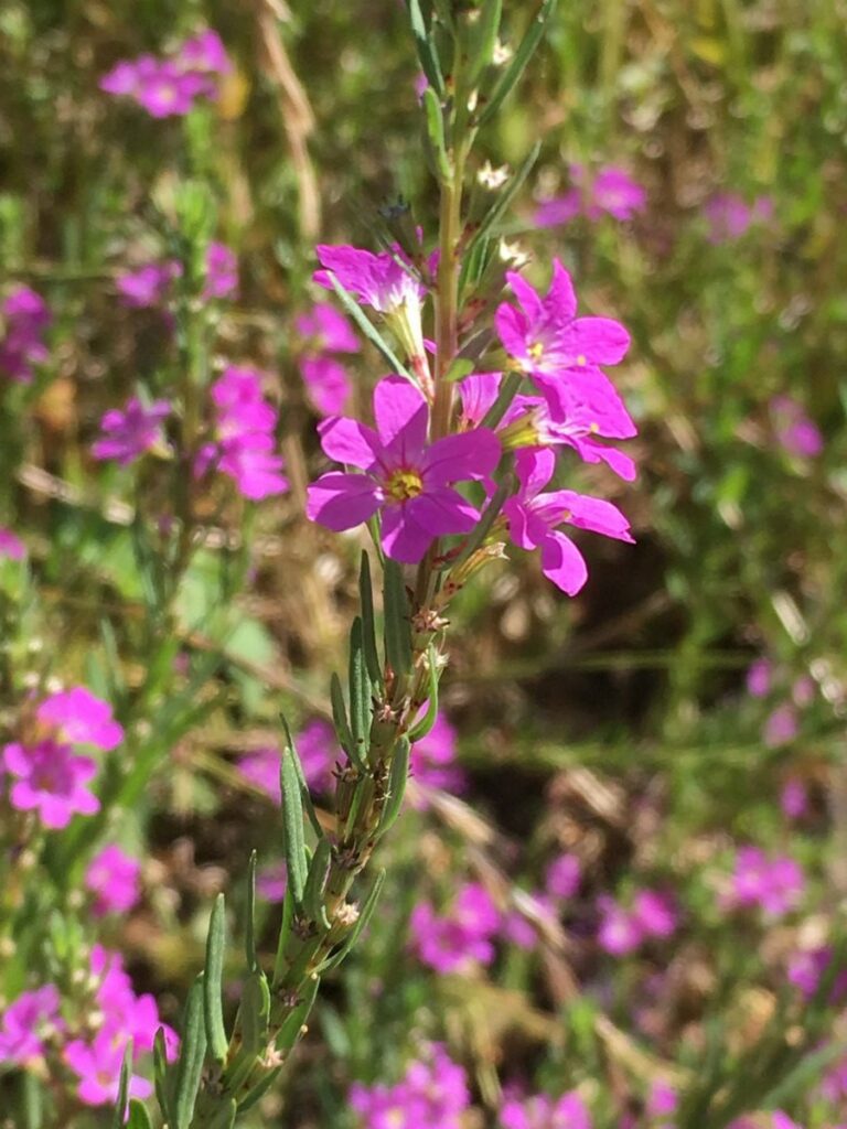 Lythrum junceum Profile – California Invasive Plant Council