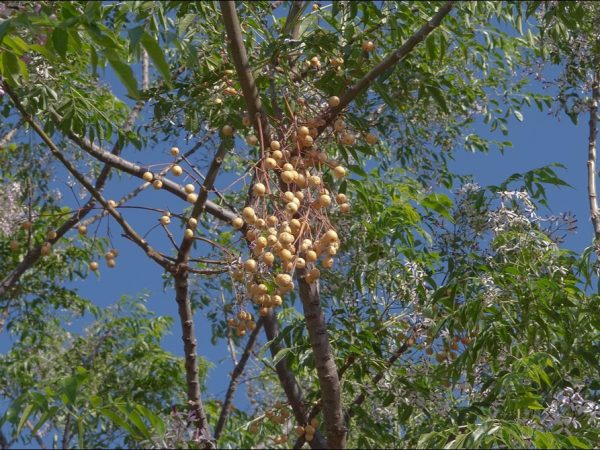 Melia azedarach Invasive Plant – California Invasive Plant Council