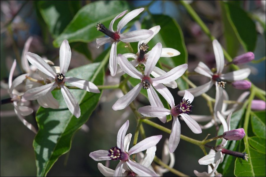 Melia azedarach Profile – California Invasive Plant Council