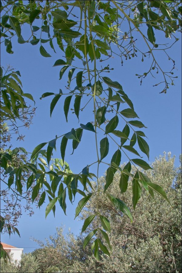 Melia azedarach Profile – California Invasive Plant Council