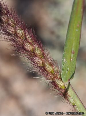 Pennisetum ciliare Profile – California Invasive Plant Council