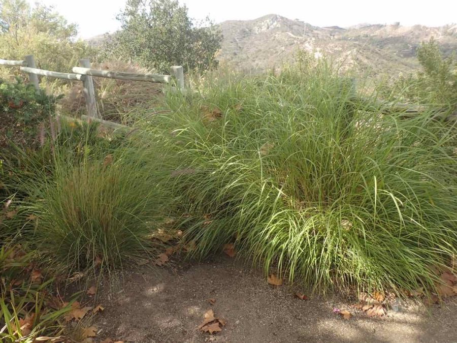 Pennisetum ciliare Profile – California Invasive Plant Council