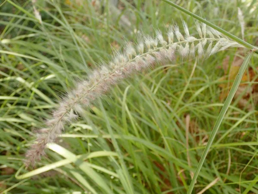 Pennisetum ciliare Profile – California Invasive Plant Council
