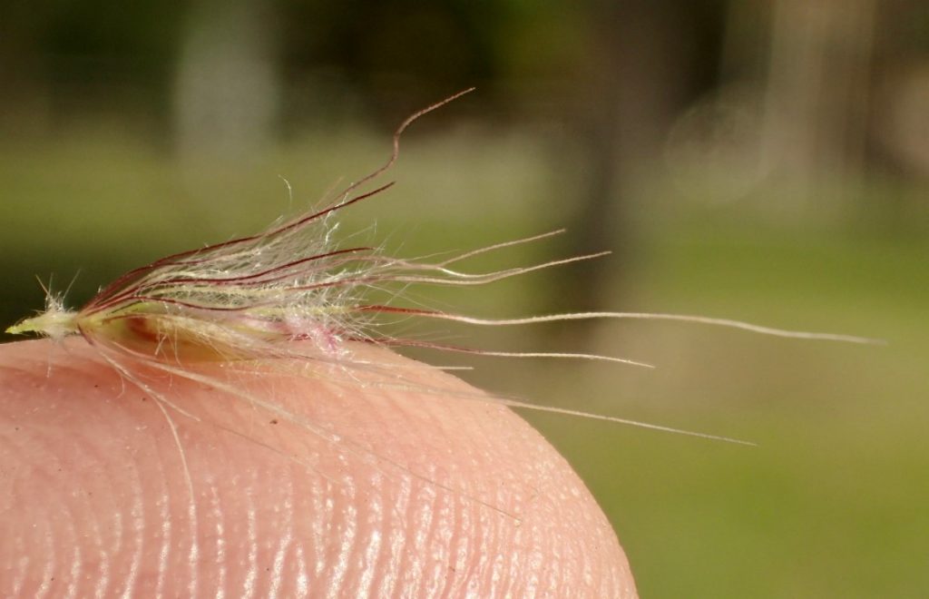 Pennisetum ciliare Profile – California Invasive Plant Council