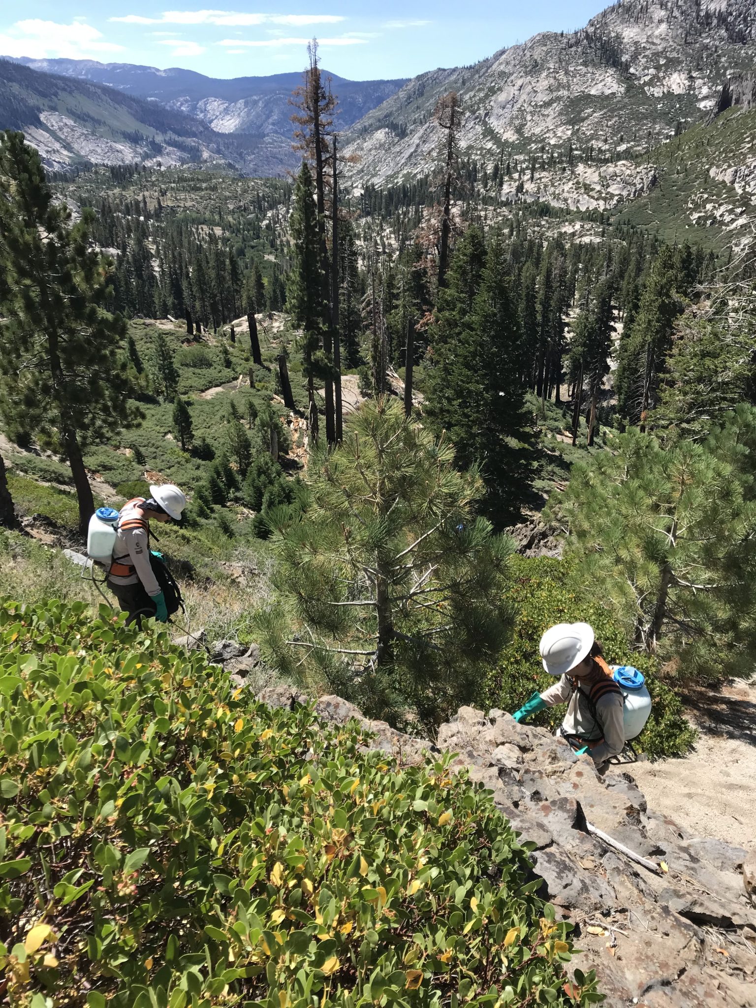 Safe and effective herbicide use – California Invasive Plant Council