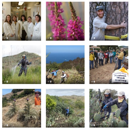 2024 Cal-IPC Photo Contest Screenshot_1 – California Invasive Plant Council