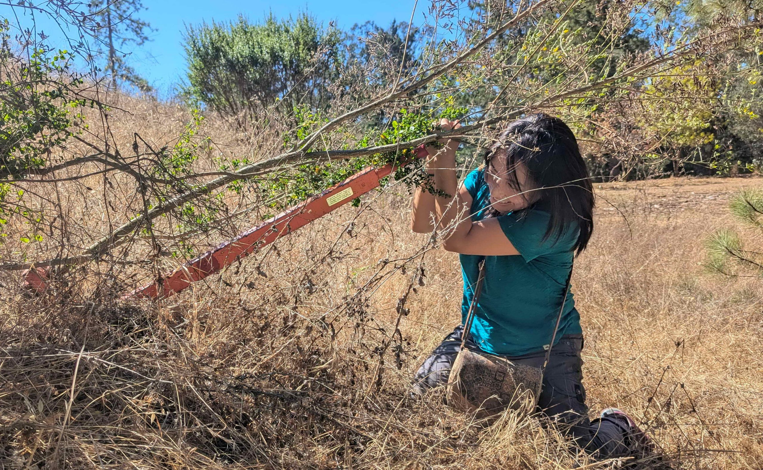 Determination French broom Tilden Susan Scwhartz Friends of 5 creeks ...