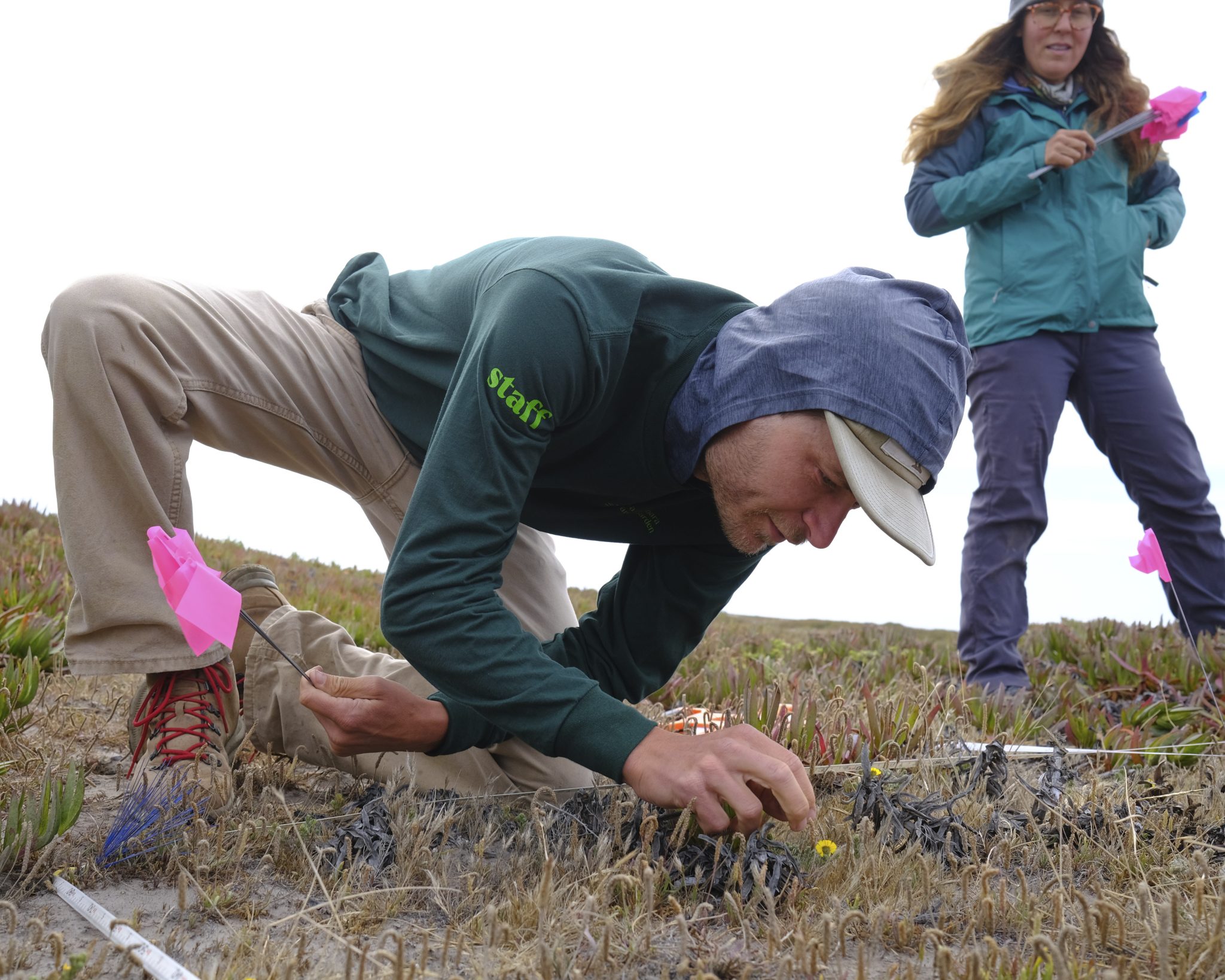 California Invasive Plant Council – Protecting California’s environment ...