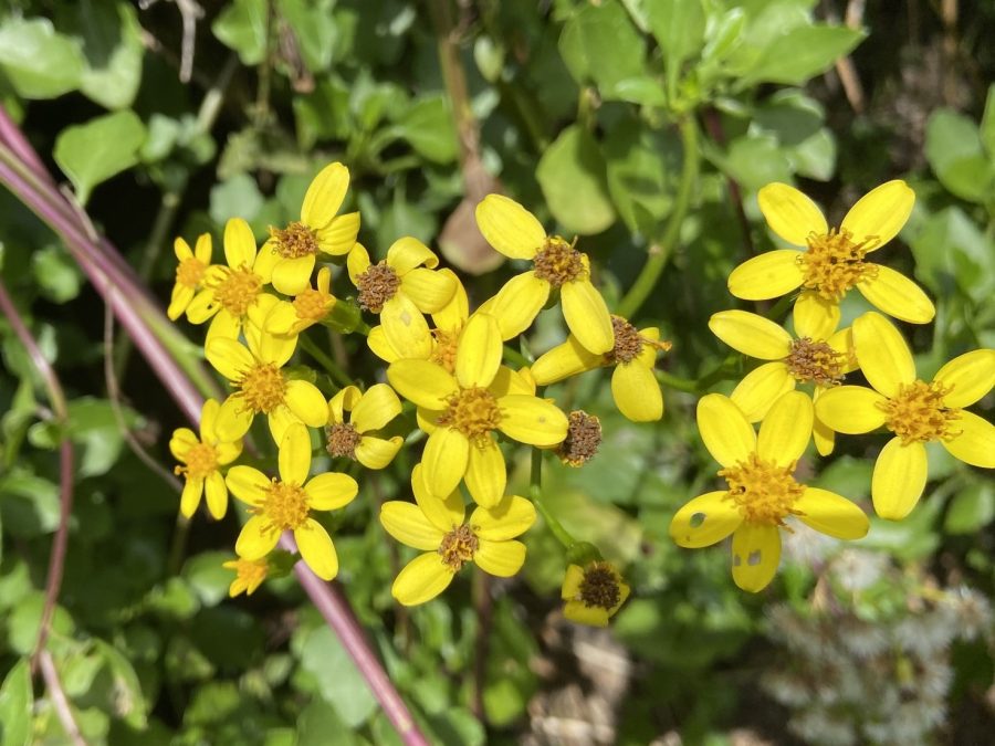 Senecio angulatus Invasive Plant – California Invasive Plant Council