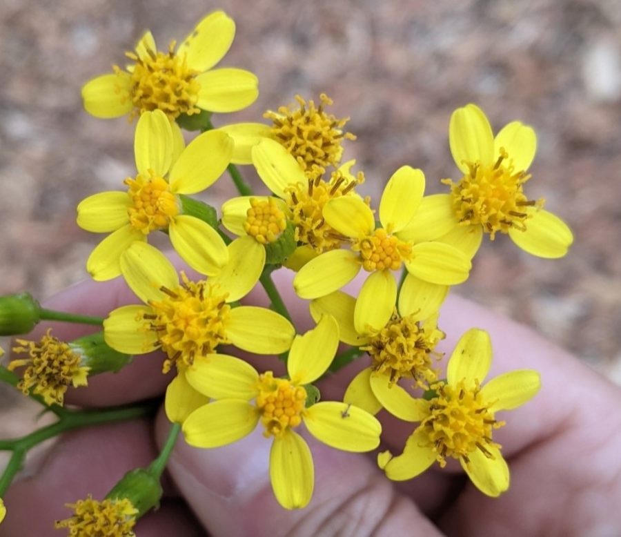 Senecio angulatus Profile – California Invasive Plant Council